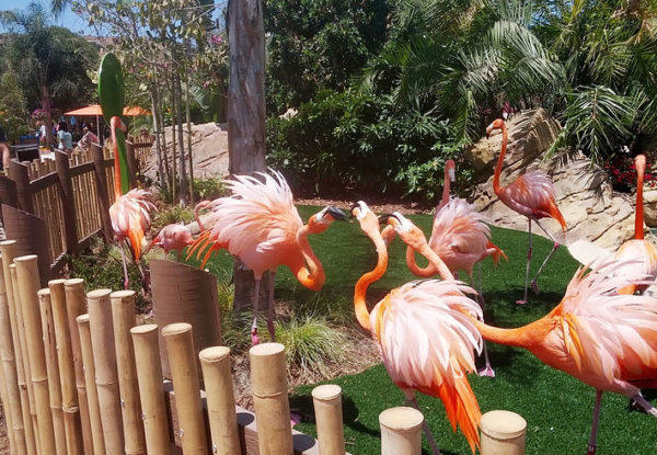 SeaWorld – Aquatica Flamingo Exhibit – McParlane & Associates Inc.